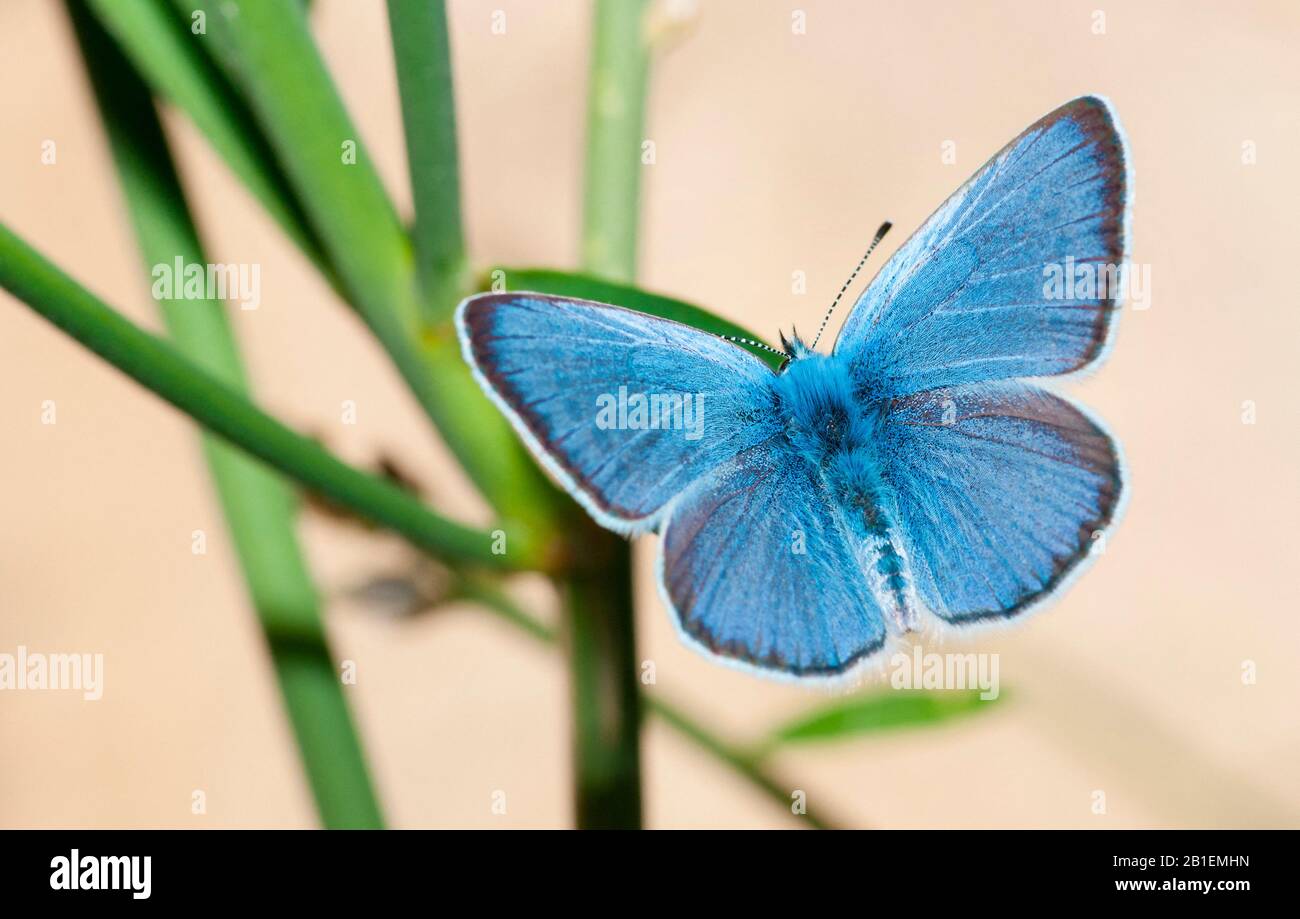 Green-underside Blue (Glaucopsyche alexis) on thyme, Mont Ventoux ...