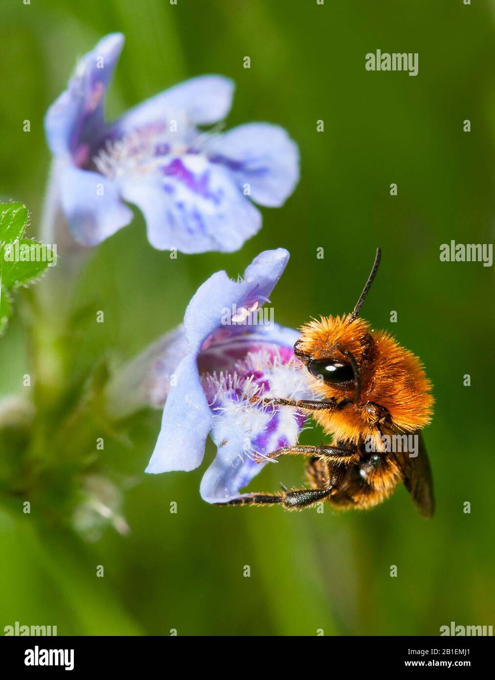Ajuga reptans High Resolution Stock Photography and Images - Alamy