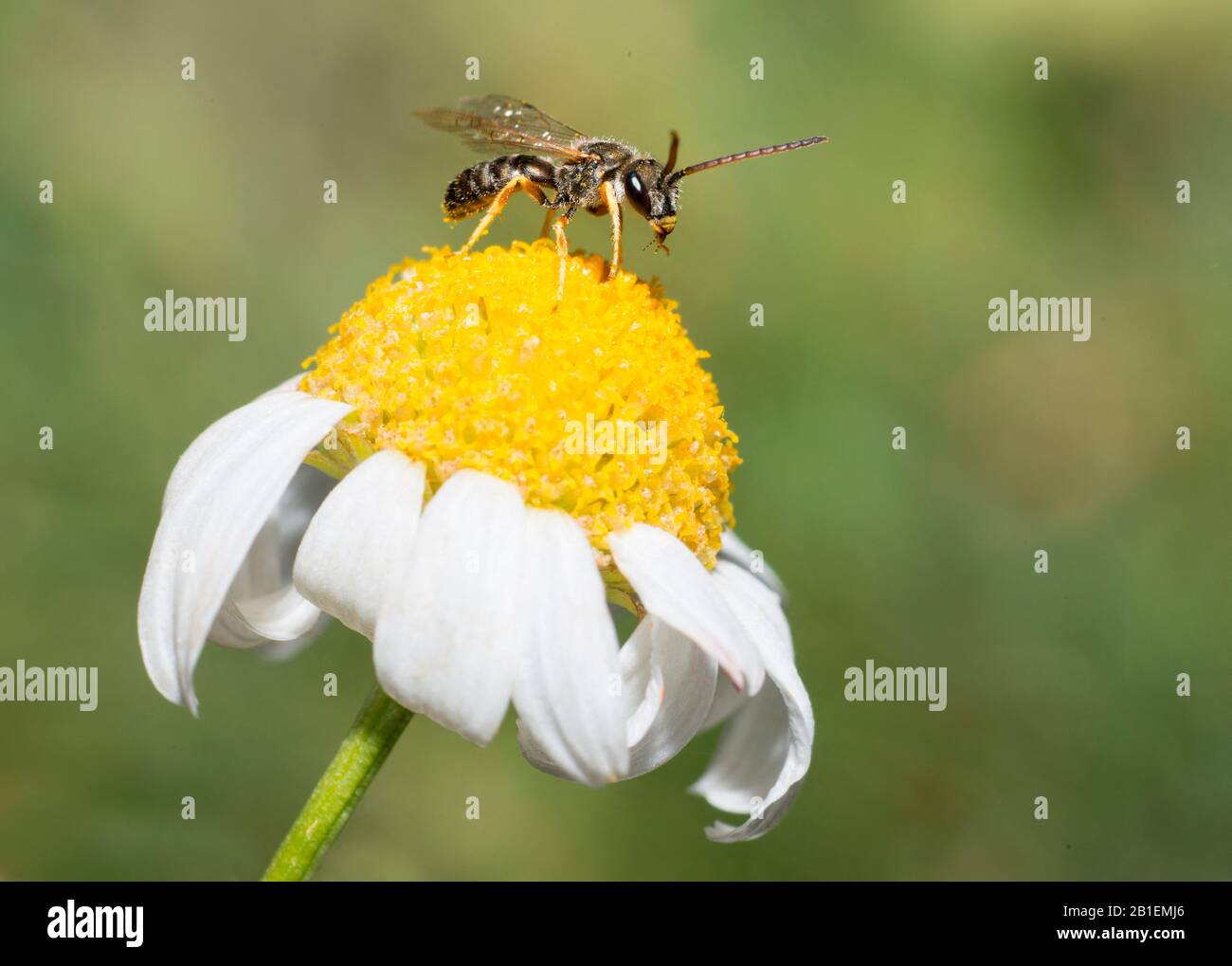 Bronze Furrow Bee (Halictus tumulorum) male on Roman chamomile ...
