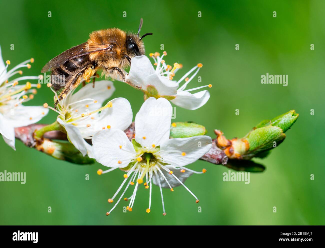 Mining Bee (Colletes cunicularius) female on Blackthorn (Prunus spinosa ...