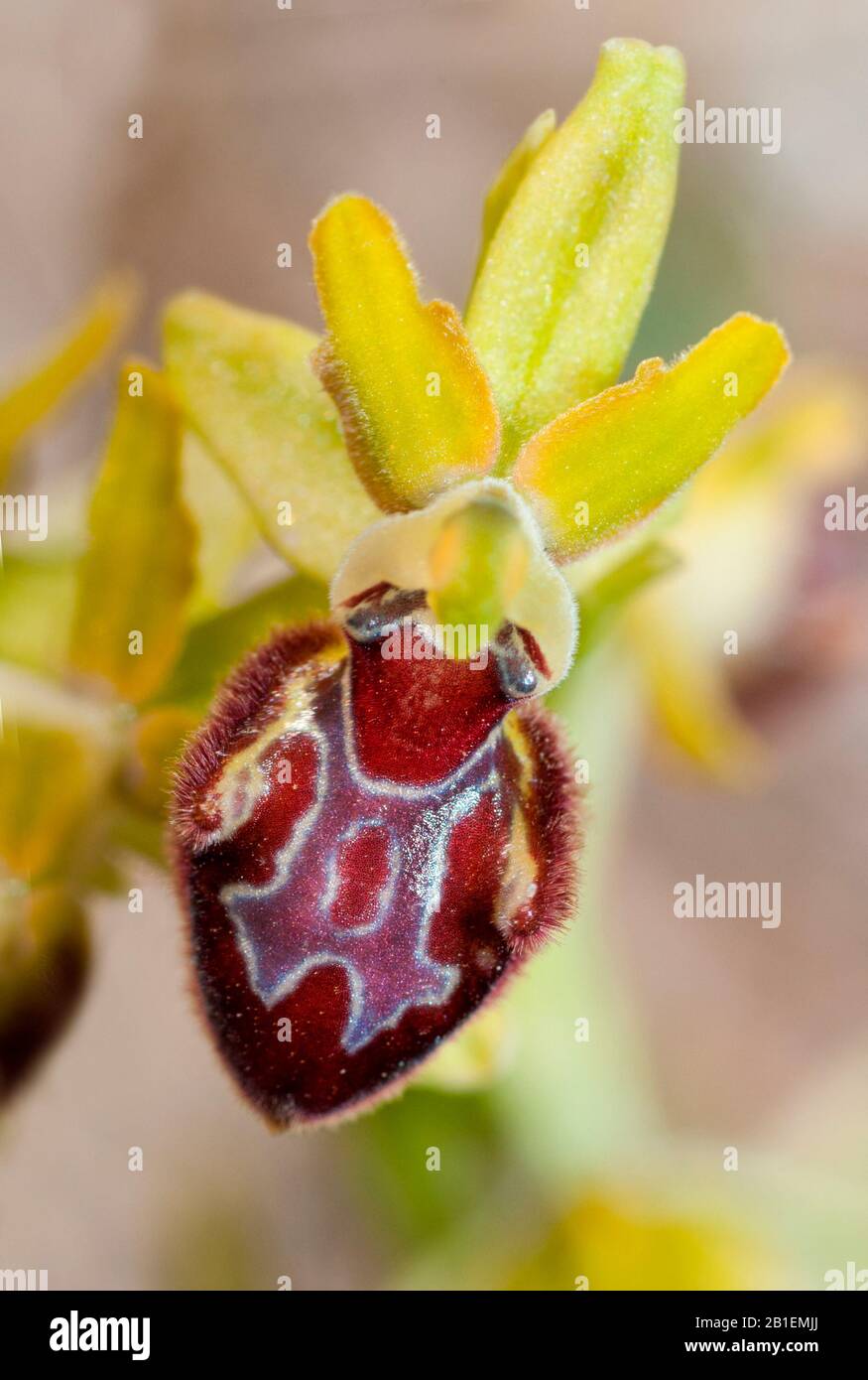Provence Spider Orchid (Ophrys provincialis) flower, Mont Ventoux ...