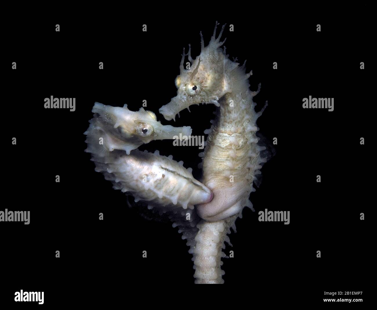 Lined Seahorse Hippocampus Erectus High Resolution Stock Photography ...