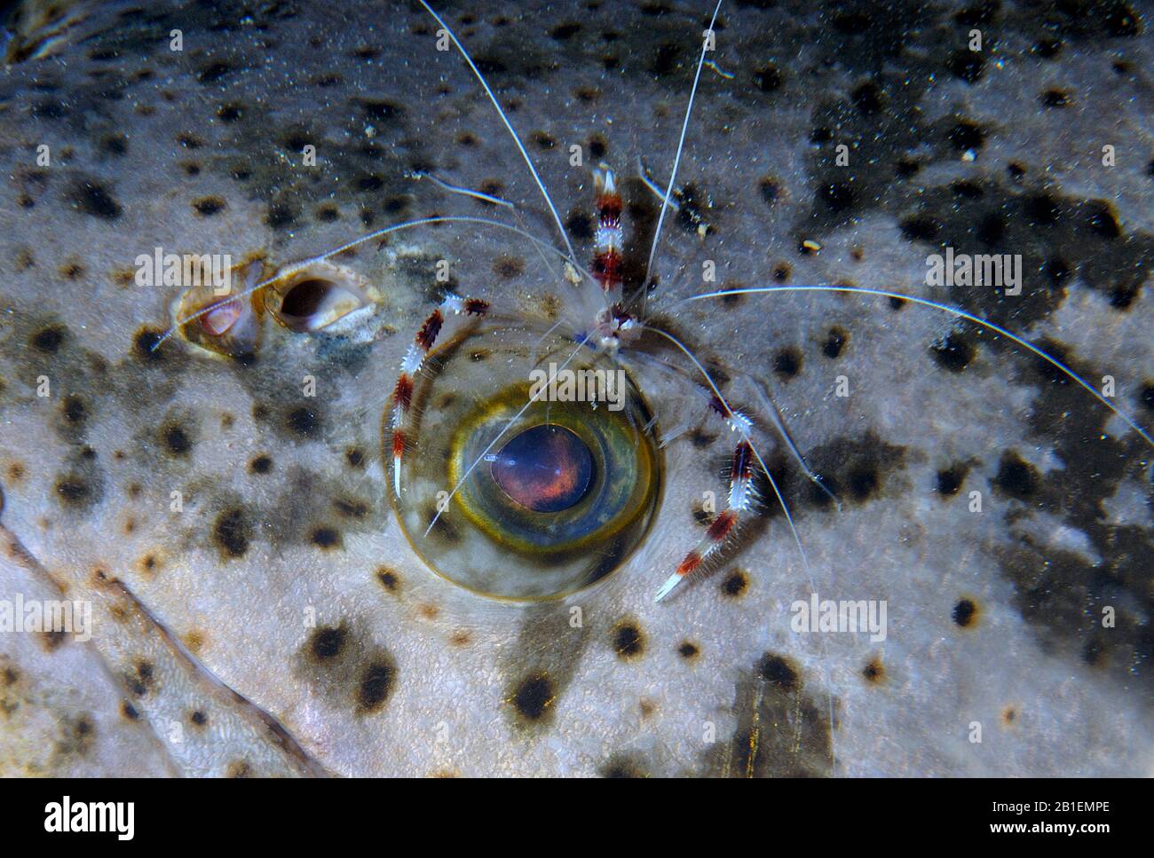 Eye cleaning hi-res stock photography and images - Alamy