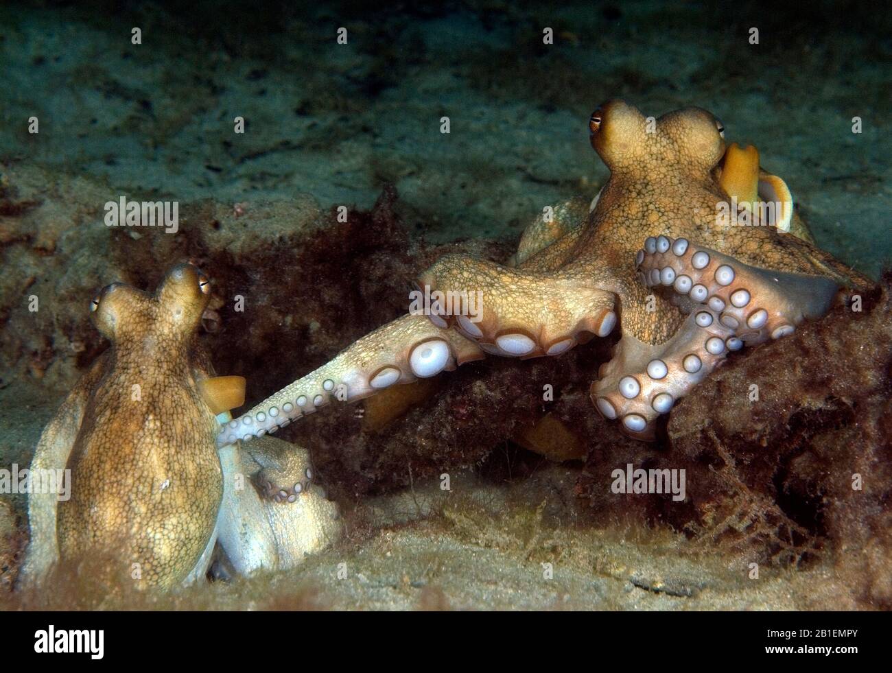 Octopus vulgaris mating High Resolution Stock Photography and Images ...