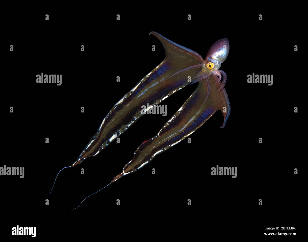 Female octopus hi-res stock photography and images - Alamy