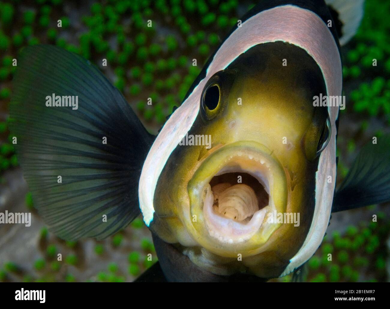 Cymothoid Isopods High Resolution Stock Photography and Images - Alamy