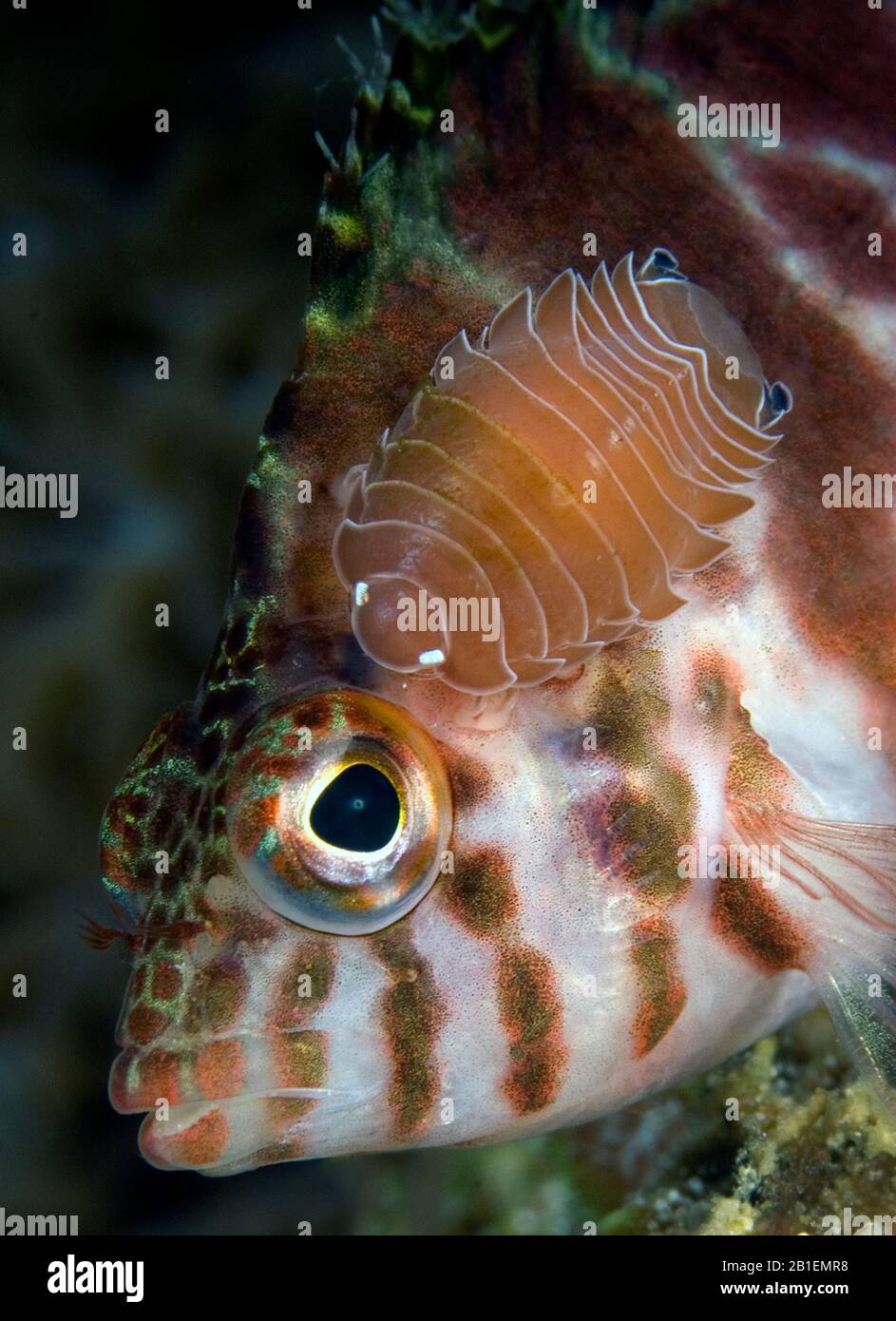 Parasitic Fish Isopod High Resolution Stock Photography and Images - Alamy