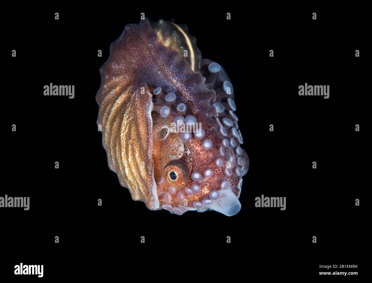 Nautilus submarine hi-res stock photography and images - Alamy