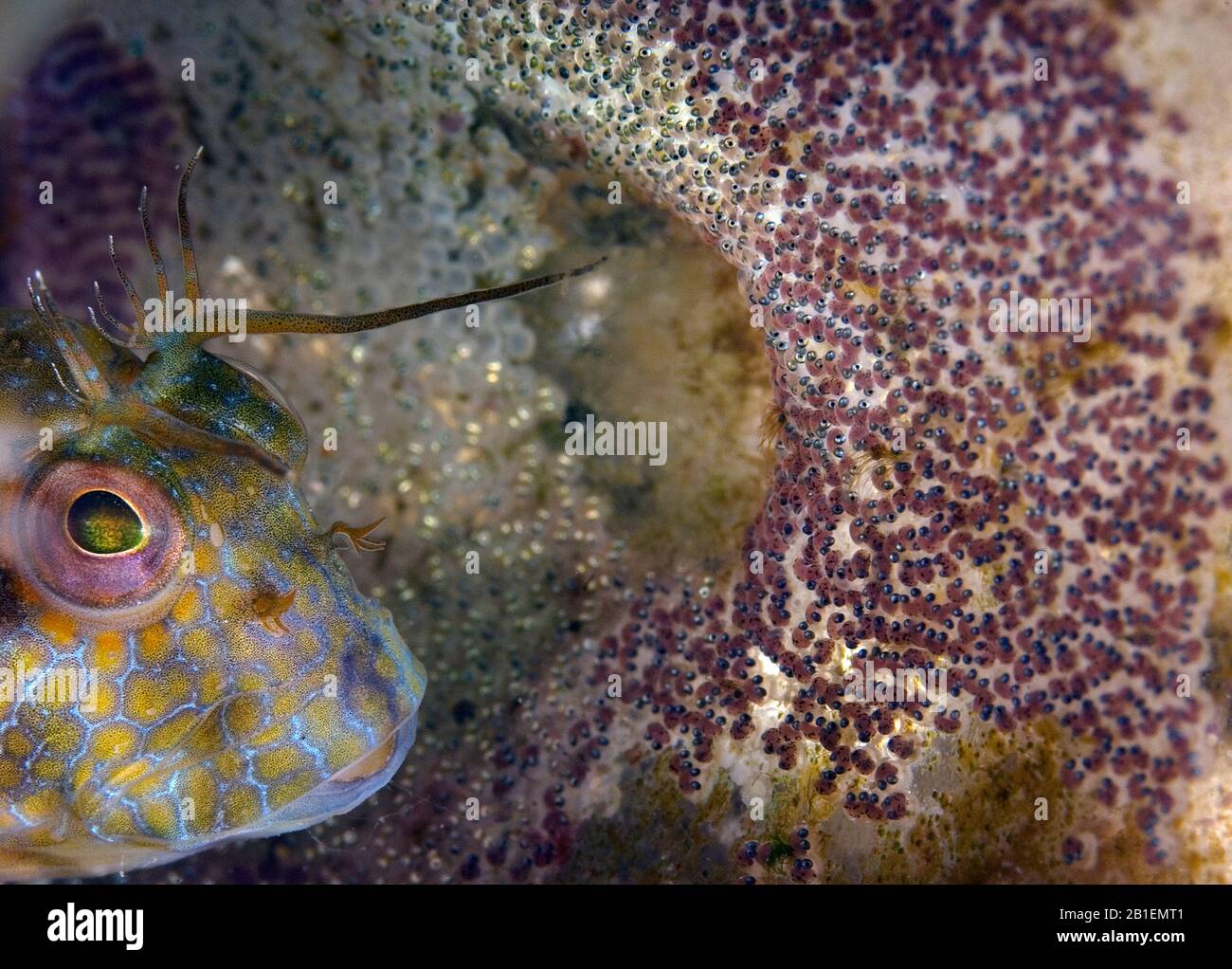 S Blenny High Resolution Stock Photography and Images - Alamy