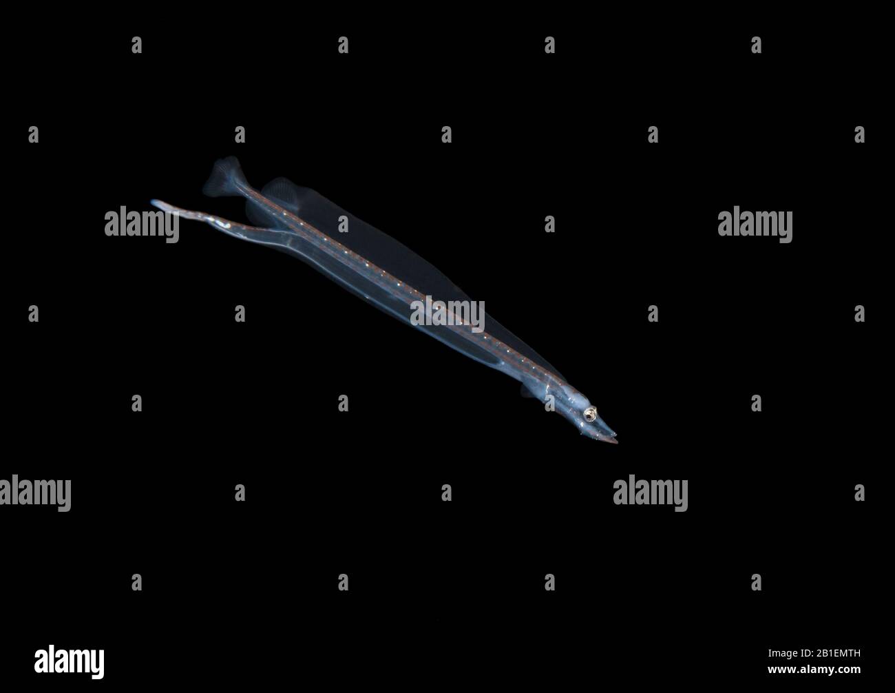 Black Dragonfish High Resolution Stock Photography and Images - Alamy