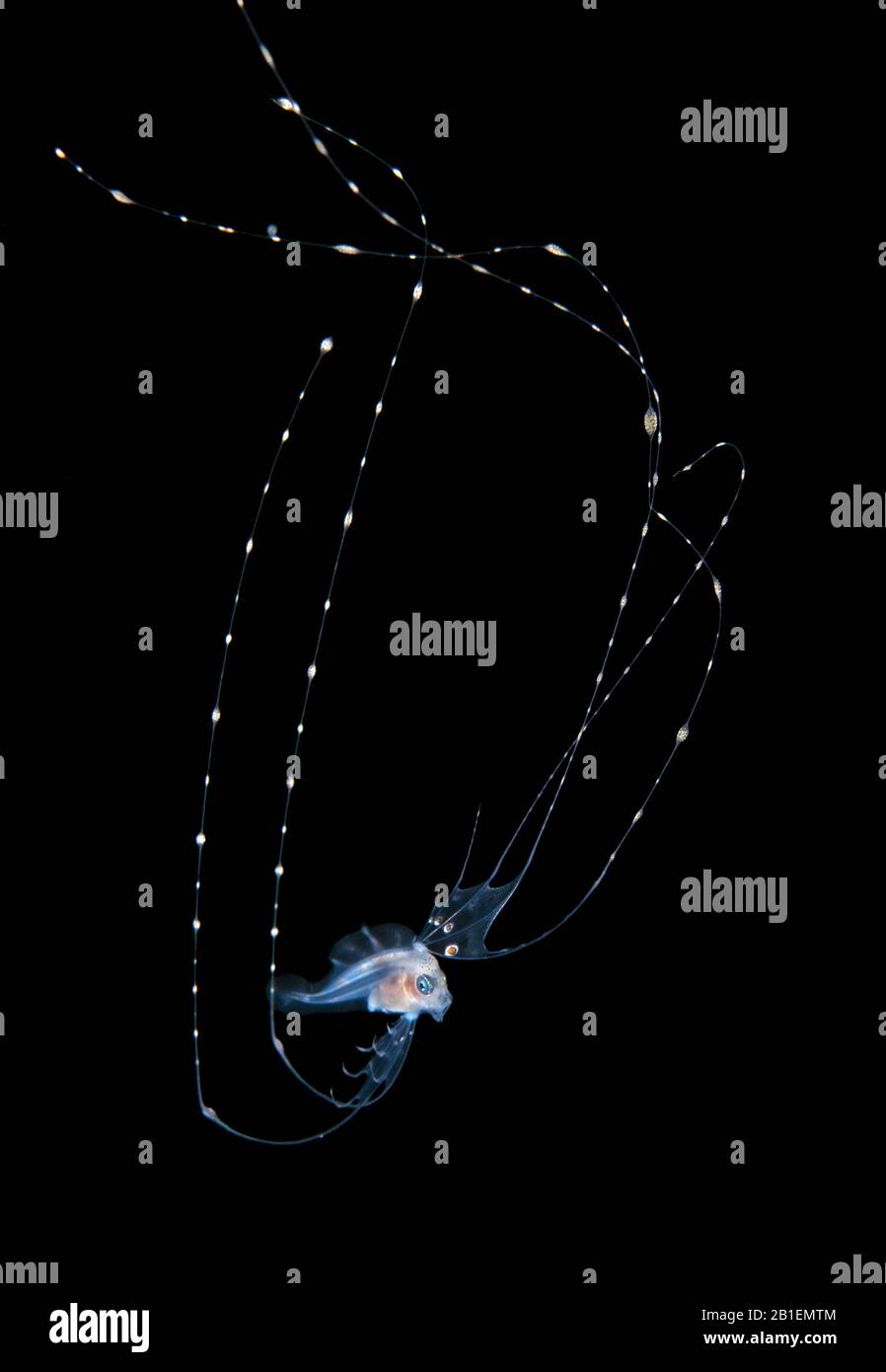 North atlantic drift underwater hi-res stock photography and images - Alamy