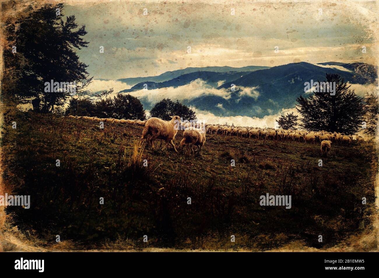 Flock of sheep on beautiful mountain meadow, old photo effect Stock ...