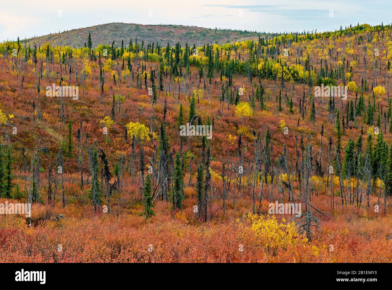 Steese Highway High Resolution Stock Photography and Images - Alamy