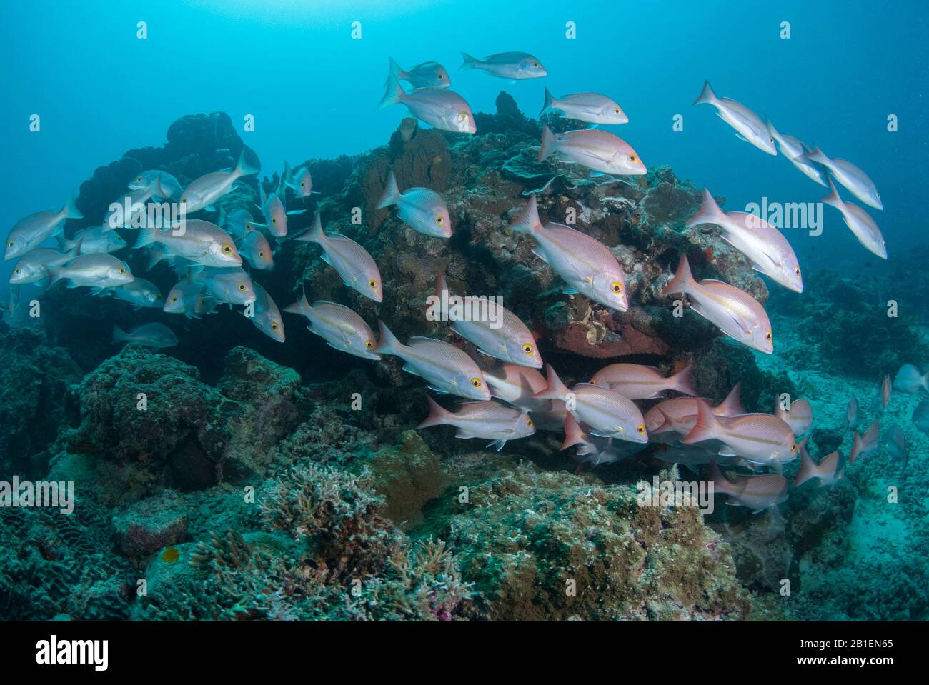 School of Yellow Banded Sea Perch (Lutjanus adetii) coral reef. Heron ...