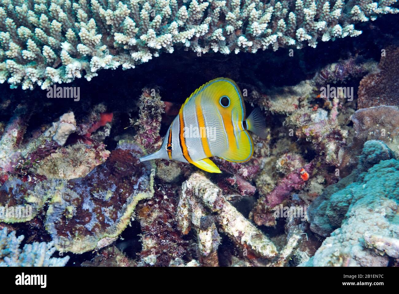 Copperband butterflyfish (Chelmon rostratus). Heron Island. Great ...
