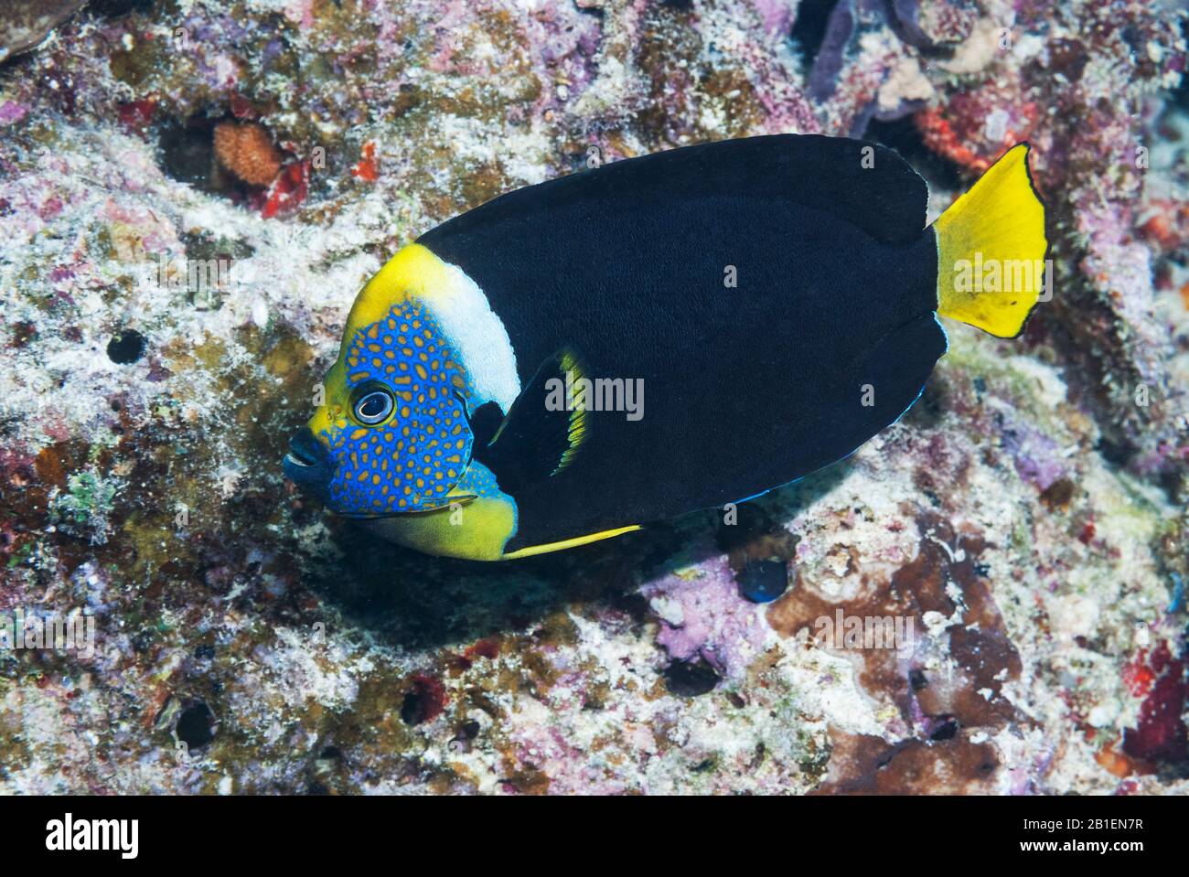 True Personifer Angelfish