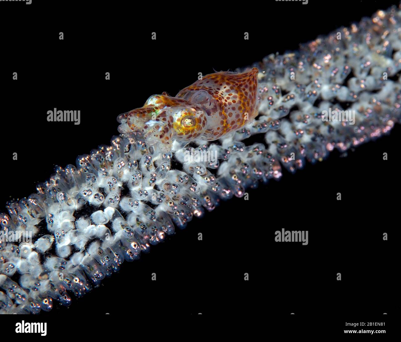 Squid predator hi-res stock photography and images - Alamy