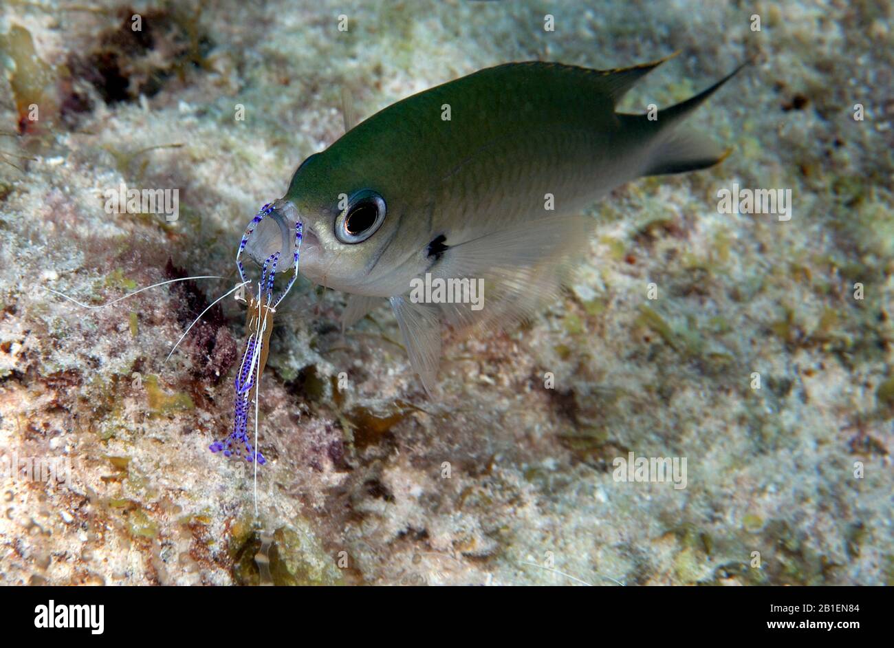 Brown chromis chromis multilineata hi-res stock photography and images ...