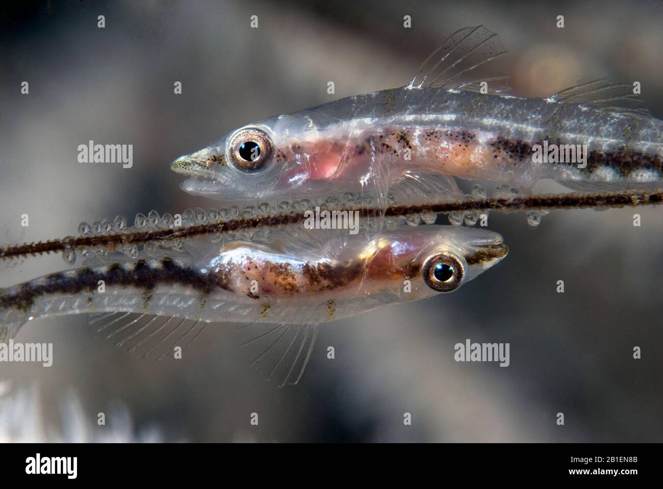 Adult laying in water hi-res stock photography and images - Alamy