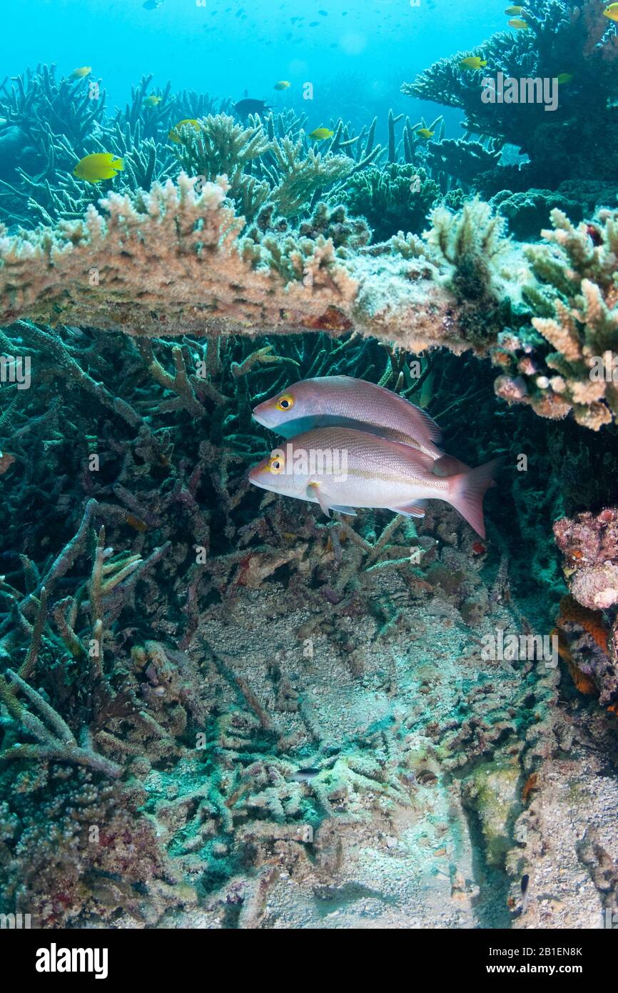 Yellow Banded Sea Perch (Lutjanus adetii) pair under a coral branch ...
