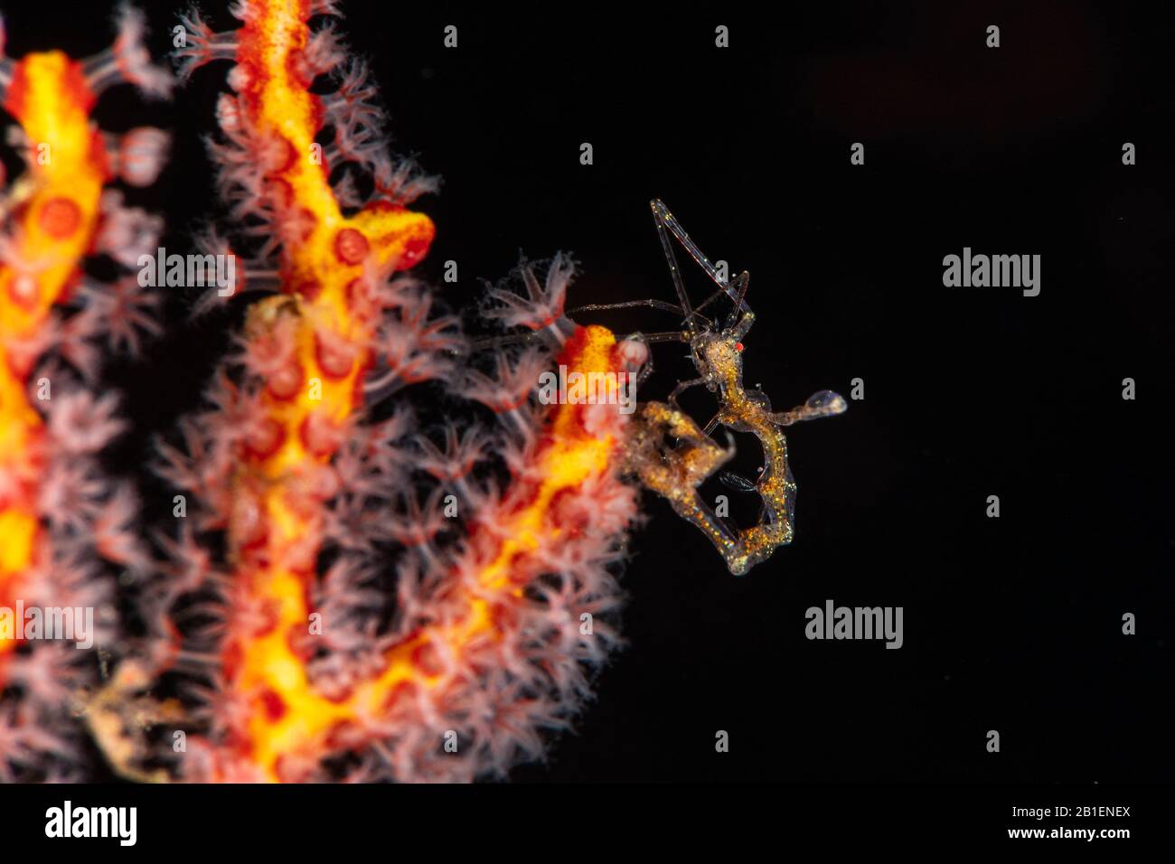 Caprella High Resolution Stock Photography and Images - Alamy