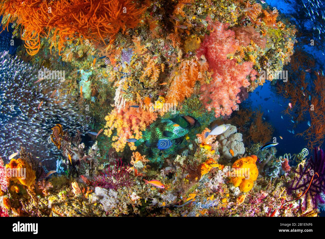 Underwater biodiversity in Misool, Raja Ampat, Indonesia Stock Photo ...