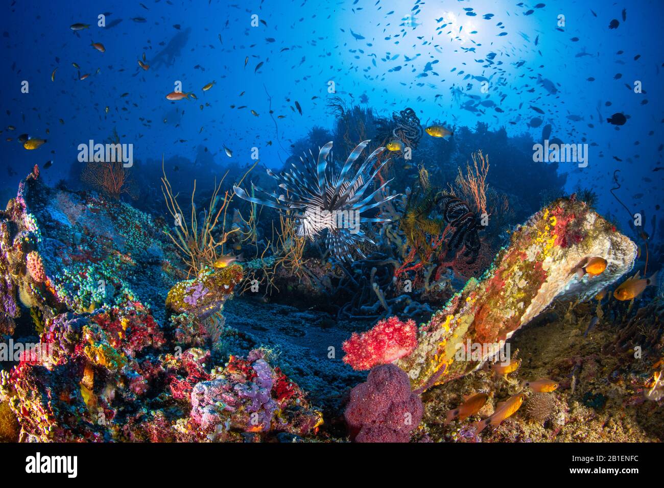 Underwater biodiversity in Misool, Raja Ampat, Indonesia Stock Photo ...