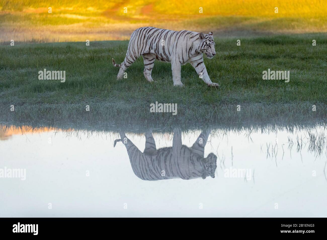 Asian (Bengal) Tiger (Panthera tigris tigris), White tiger, adult ...