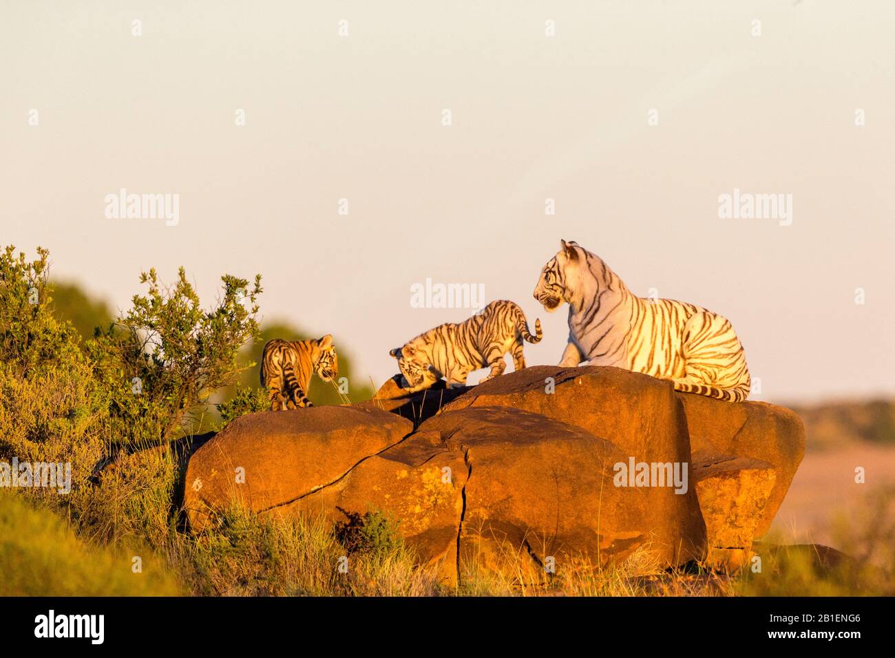 Asian white tiger hi-res stock photography and images - Alamy