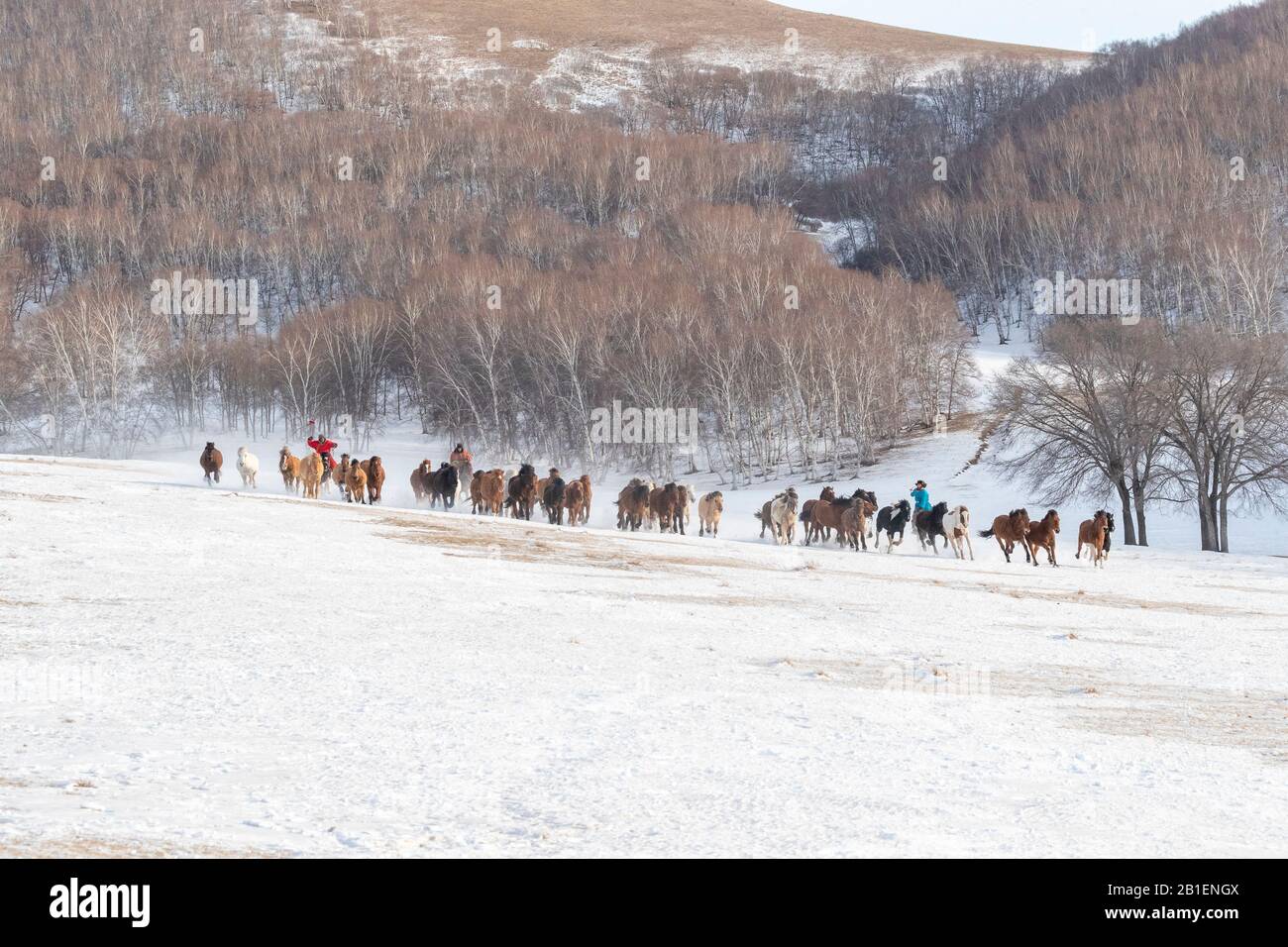 Mongolian horsemen lead a troop of horses running in a meadow covered ...