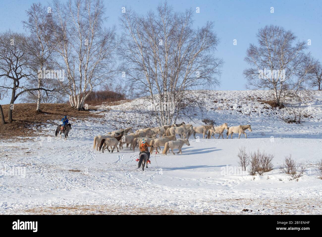 Mongolian horsemen lead a troop of horses running in a meadow covered ...