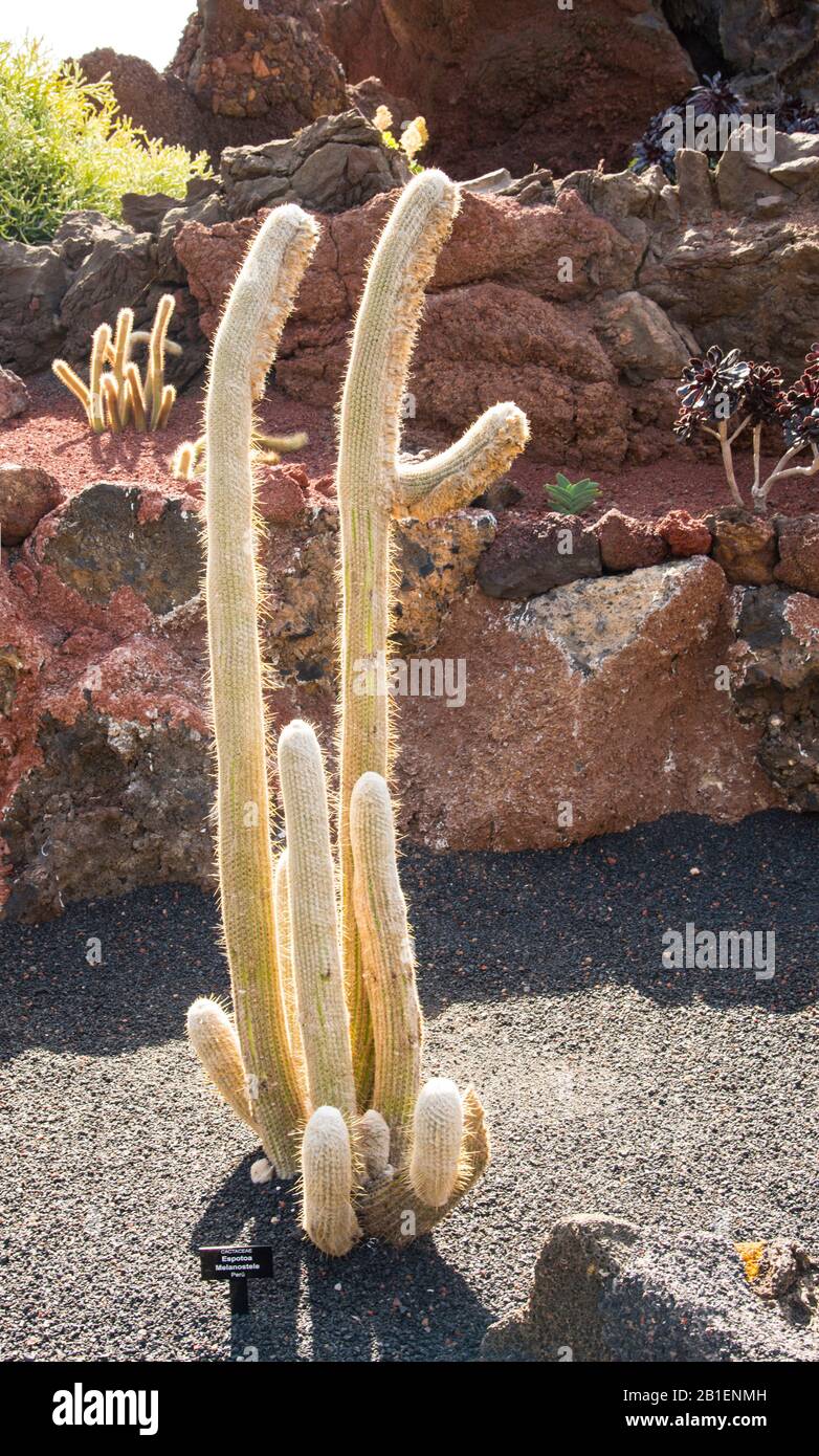 A display of cacti plants in the cactus garden of Jardin de Cactus by ...