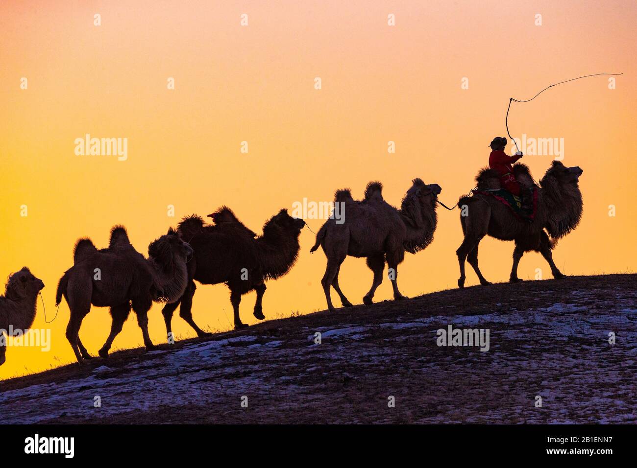 Mongol driving a camel caravan of Bactrian camel (Camelus bactrianus ...
