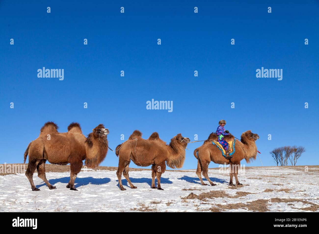 Camel caravan mongolia hi-res stock photography and images - Alamy