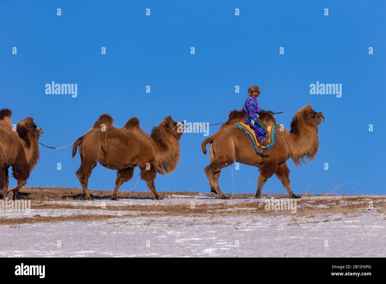 Mongol driving a camel caravan of Bactrian camel (Camelus bactrianus ...