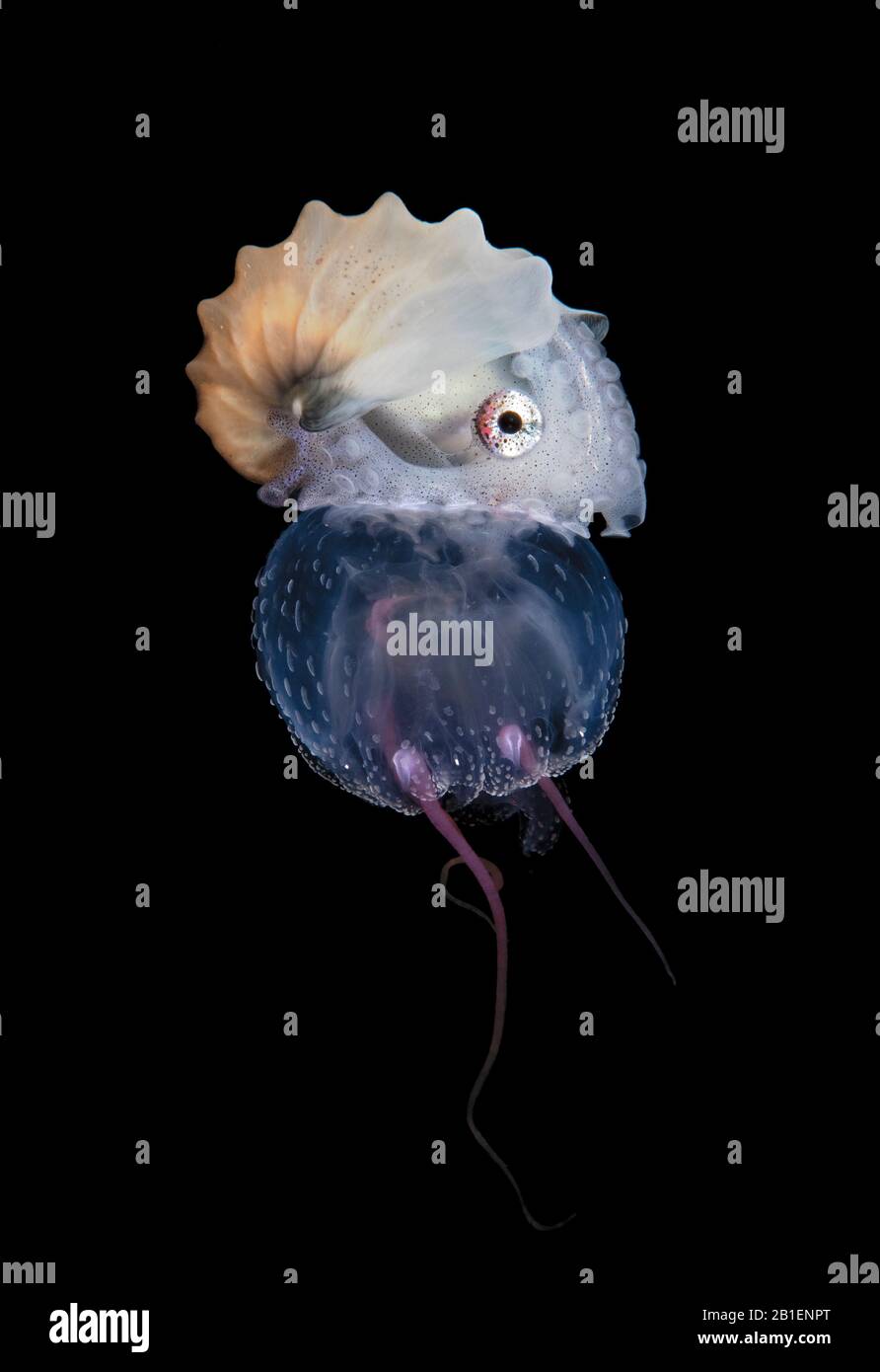 Argonaut Species High Resolution Stock Photography and Images - Alamy