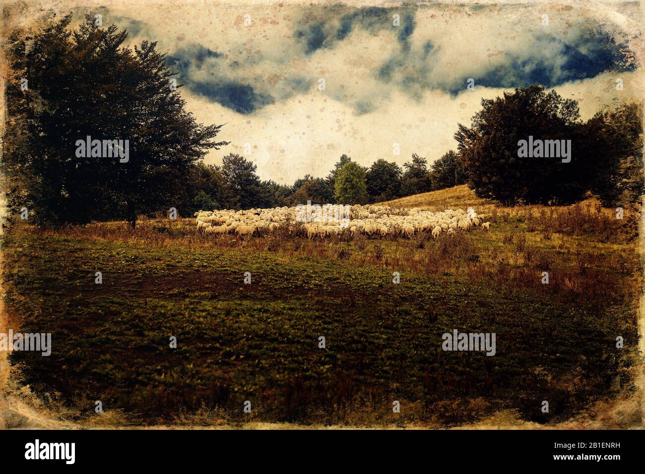 Flock of sheep on beautiful mountain meadow, old photo effect Stock ...