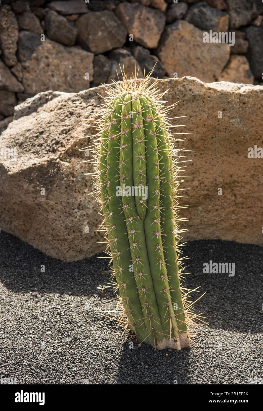 Display of cacti hi-res stock photography and images - Alamy