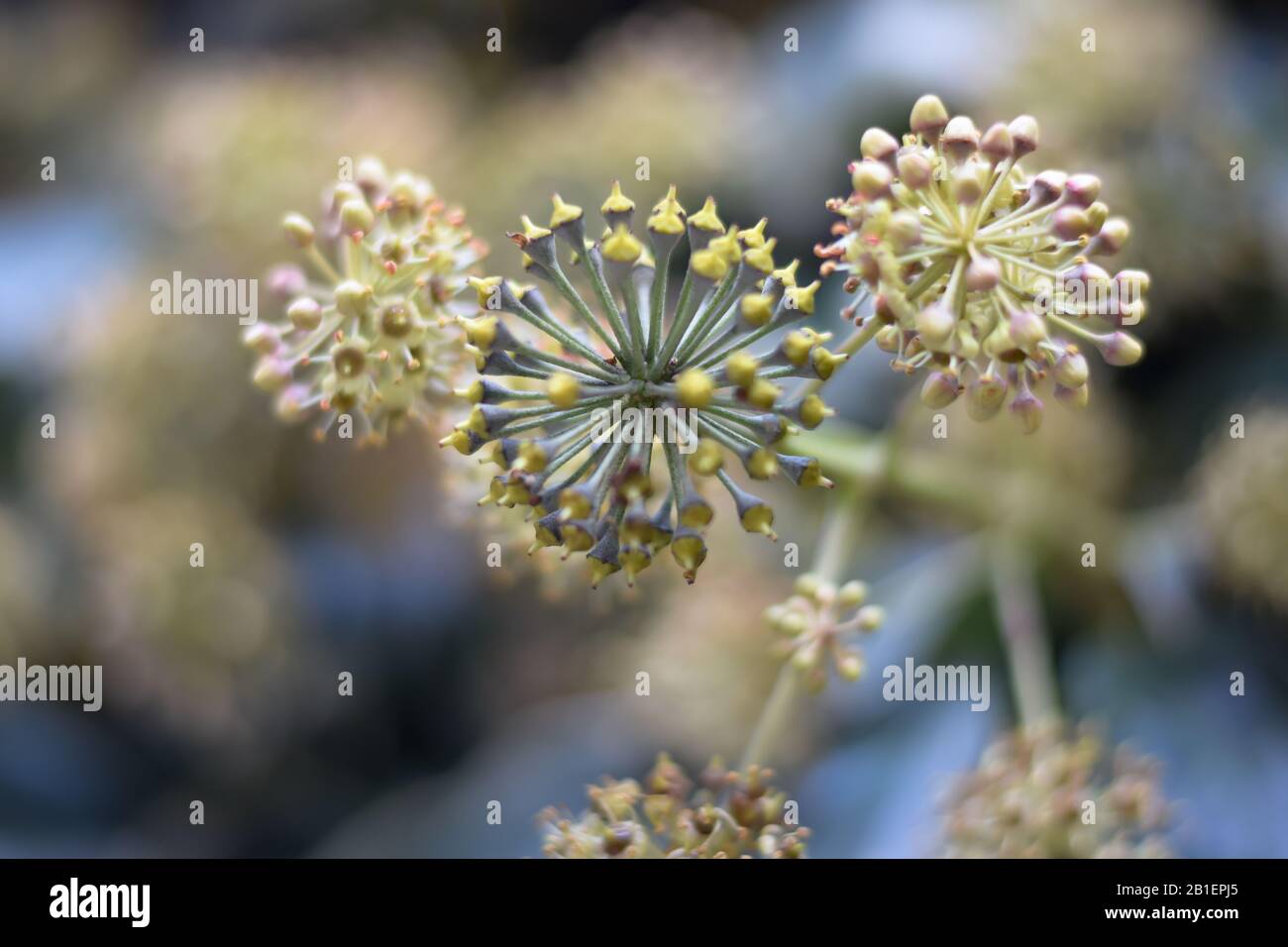 Ivy flower close-up. Evergreen plant Stock Photo - Alamy