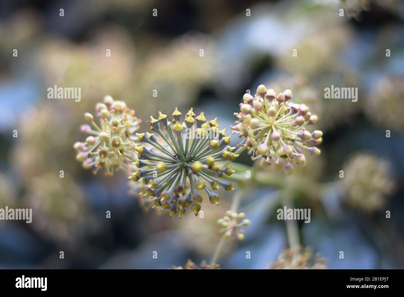Ivy flower close-up. Evergreen plant Stock Photo - Alamy