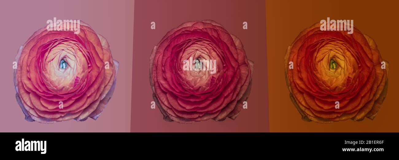 collage of three colorful buttercup blossom macros on variations of ...