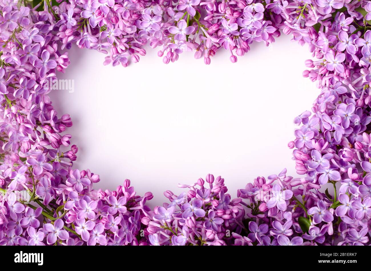 Lilac Flowers Borders