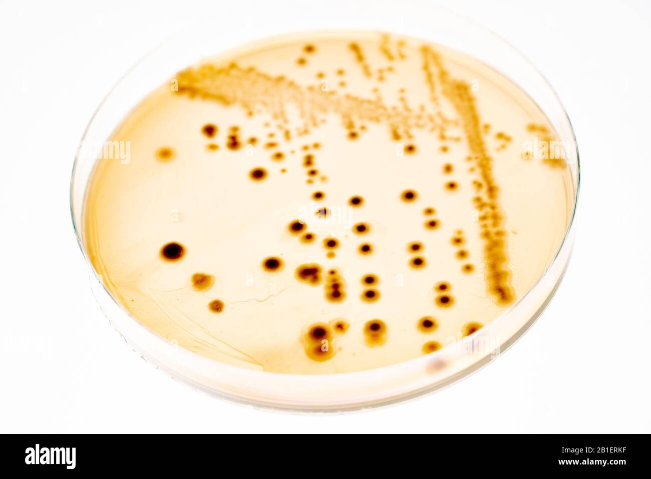 Growing Bacteria in Petri Dishes on agar gel Scientific experiment ...