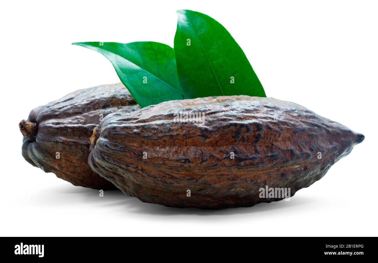 Cocoa or Cacao fruit isolated on white background Stock Photo - Alamy