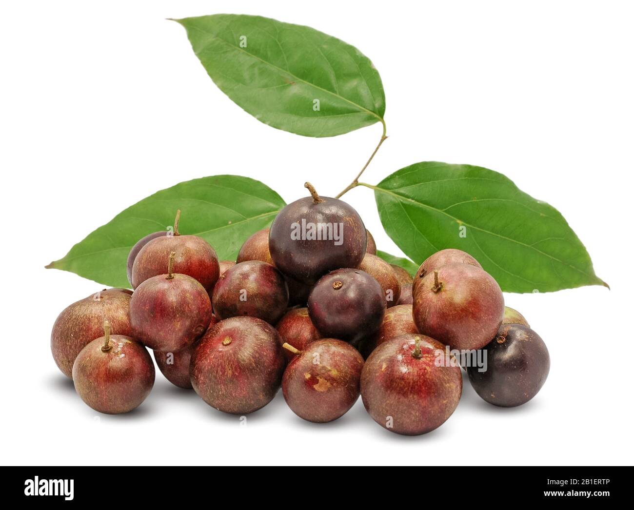 West indian cherry hi-res stock photography and images - Alamy