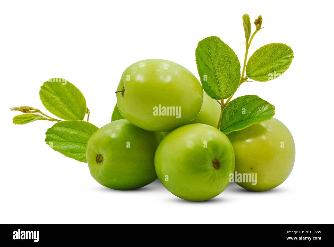 Fresh Green Jujube fruits isolated on white background Stock Photo - Alamy