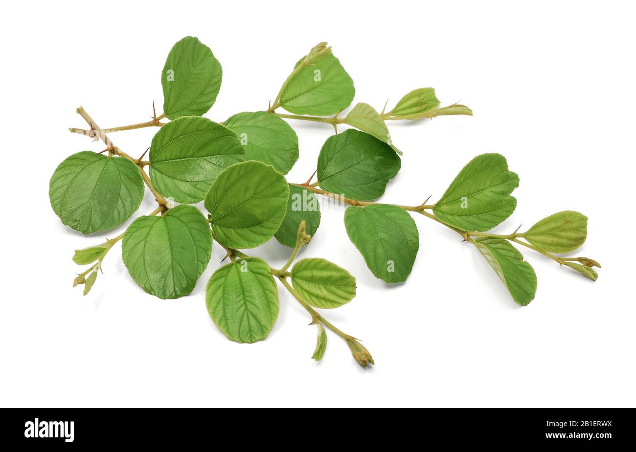 Jujube leaf isolated on white background Stock Photo - Alamy