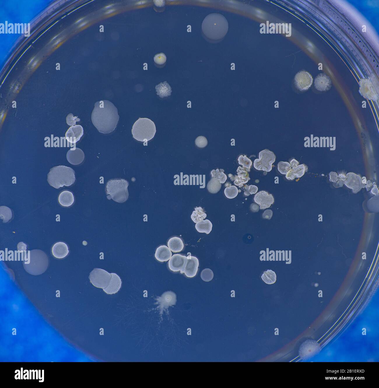 Disease causing fungi hi-res stock photography and images - Alamy