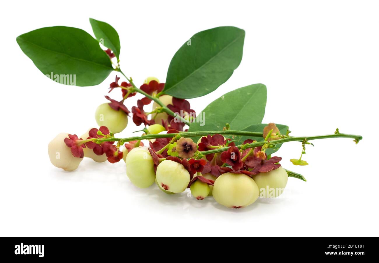 Sauropus androgynus isolated on white background Stock Photo - Alamy