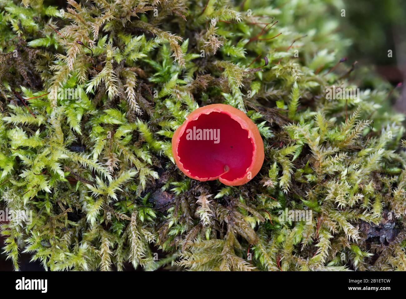 Scarlet Elf Cup fungus in spring, Peak District National Park, England ...